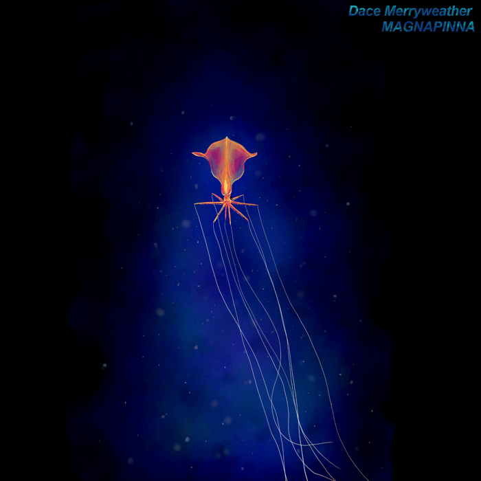 Magnapinna · Dace Merryweather